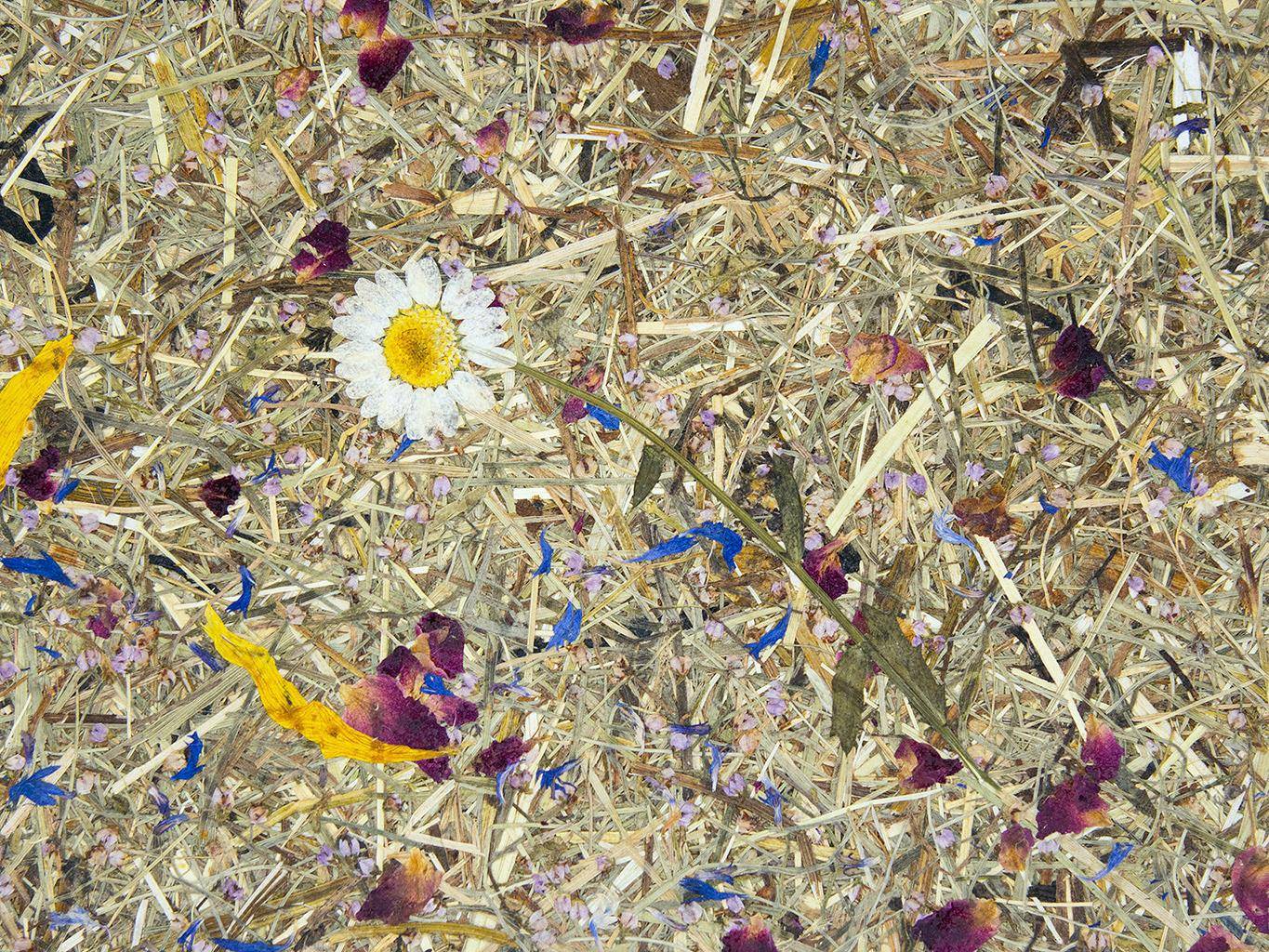 Organoid© Tapeten | Naturtapeten aus Heu, Gräsern & Blüten